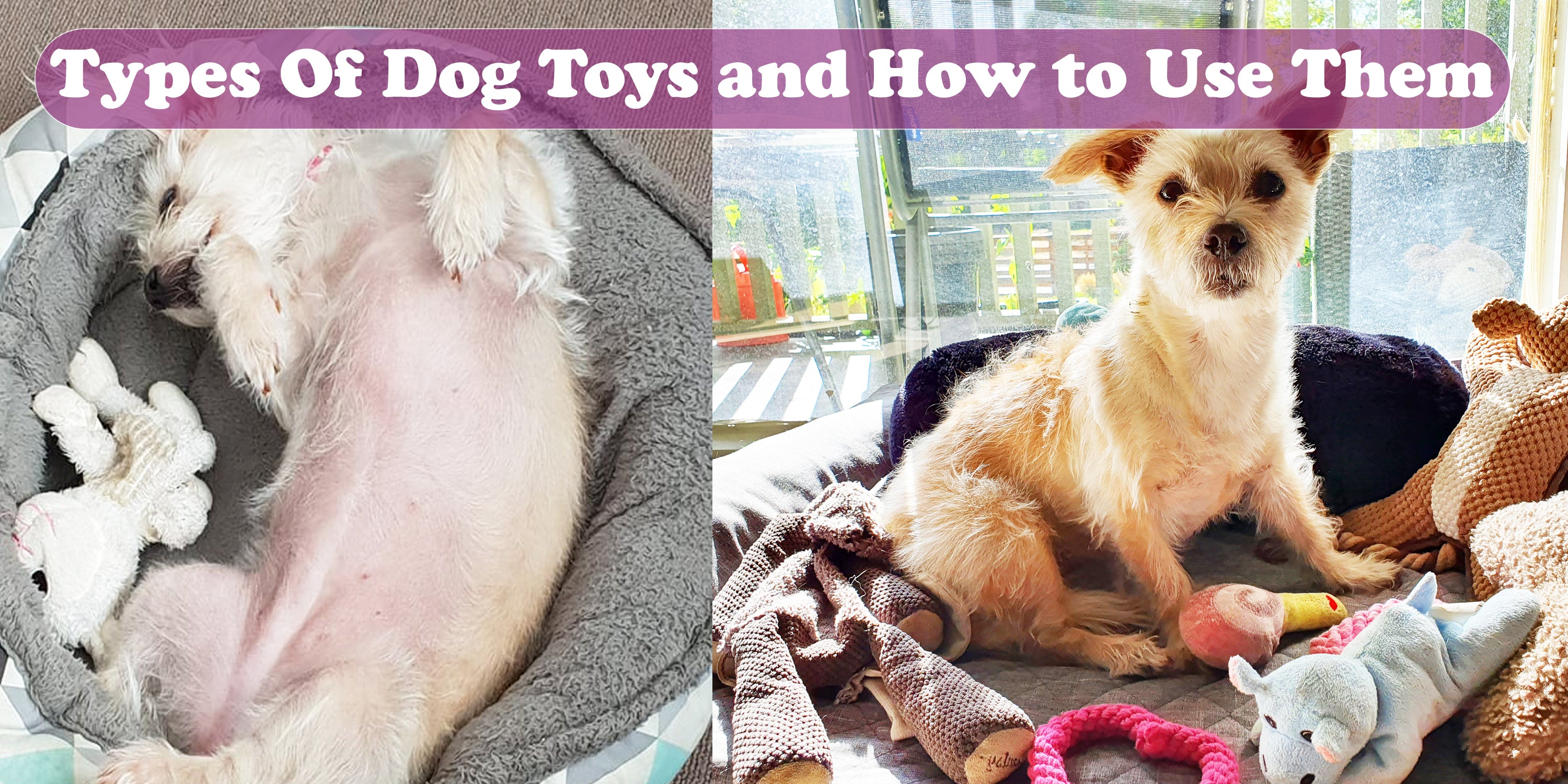 Types Of Dog Toys and How to Use Them – Styled Up Pup