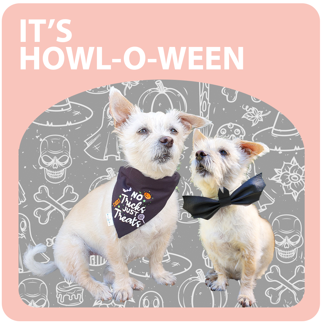 Shop Perth Dog Accessories & Merchandise for Pet Lovers Styled Up Pup ...